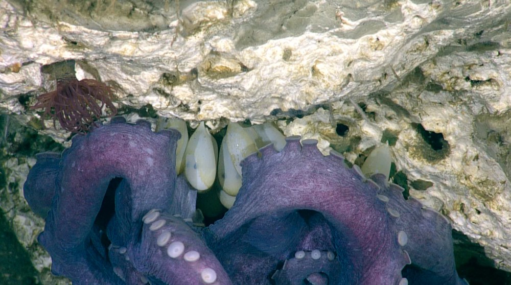 OCTOPUS NURSERY on West Coast - only where you have walked have you been